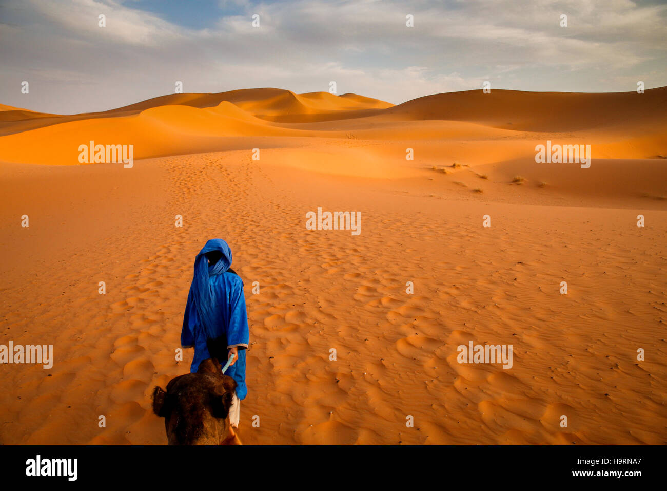 Berber leading a camel into the stunning sand dunes of Sahara desert in ...