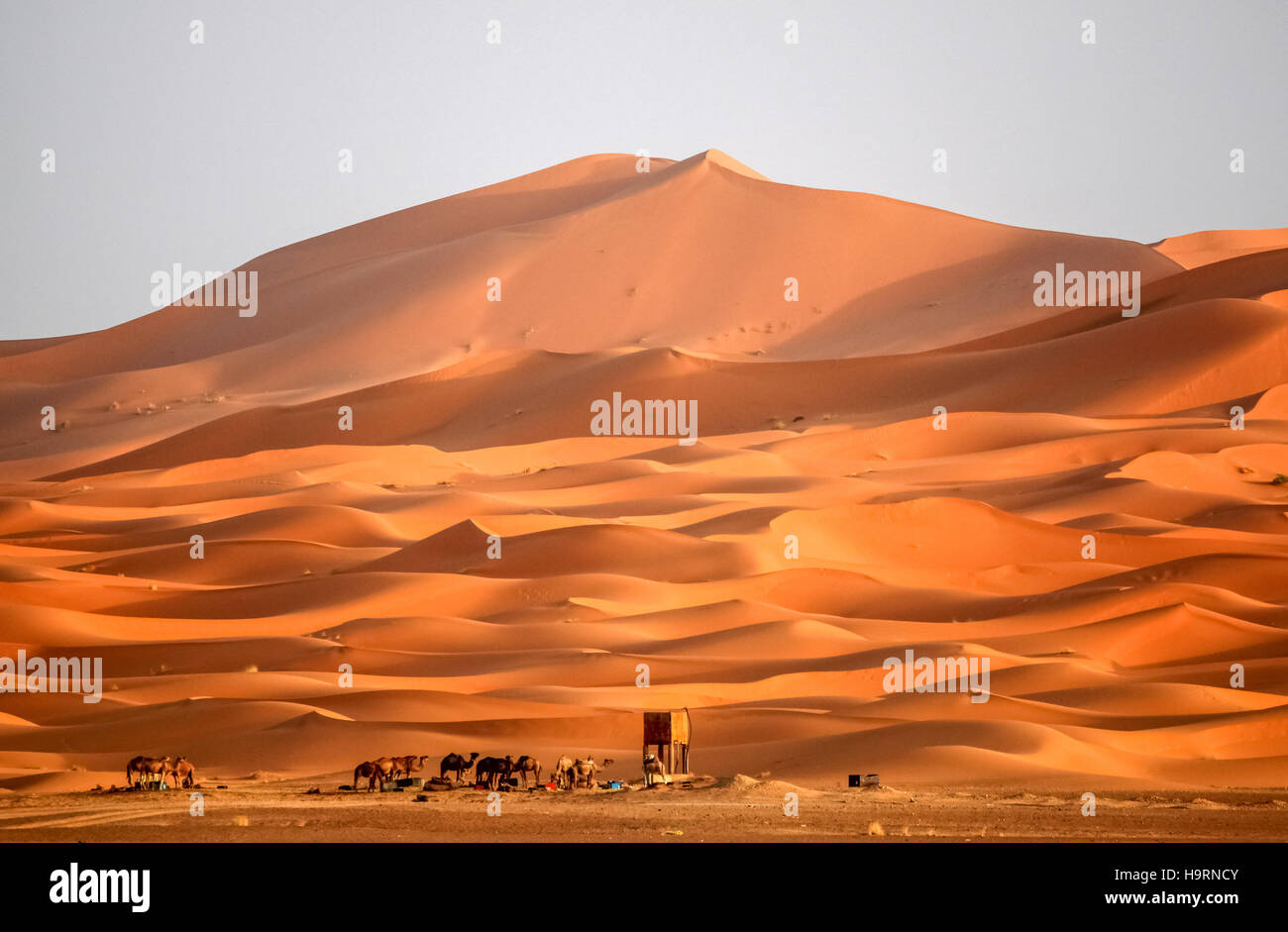 Berber homes at the foot of gigantic and stunning sand dunes of Sahara ...