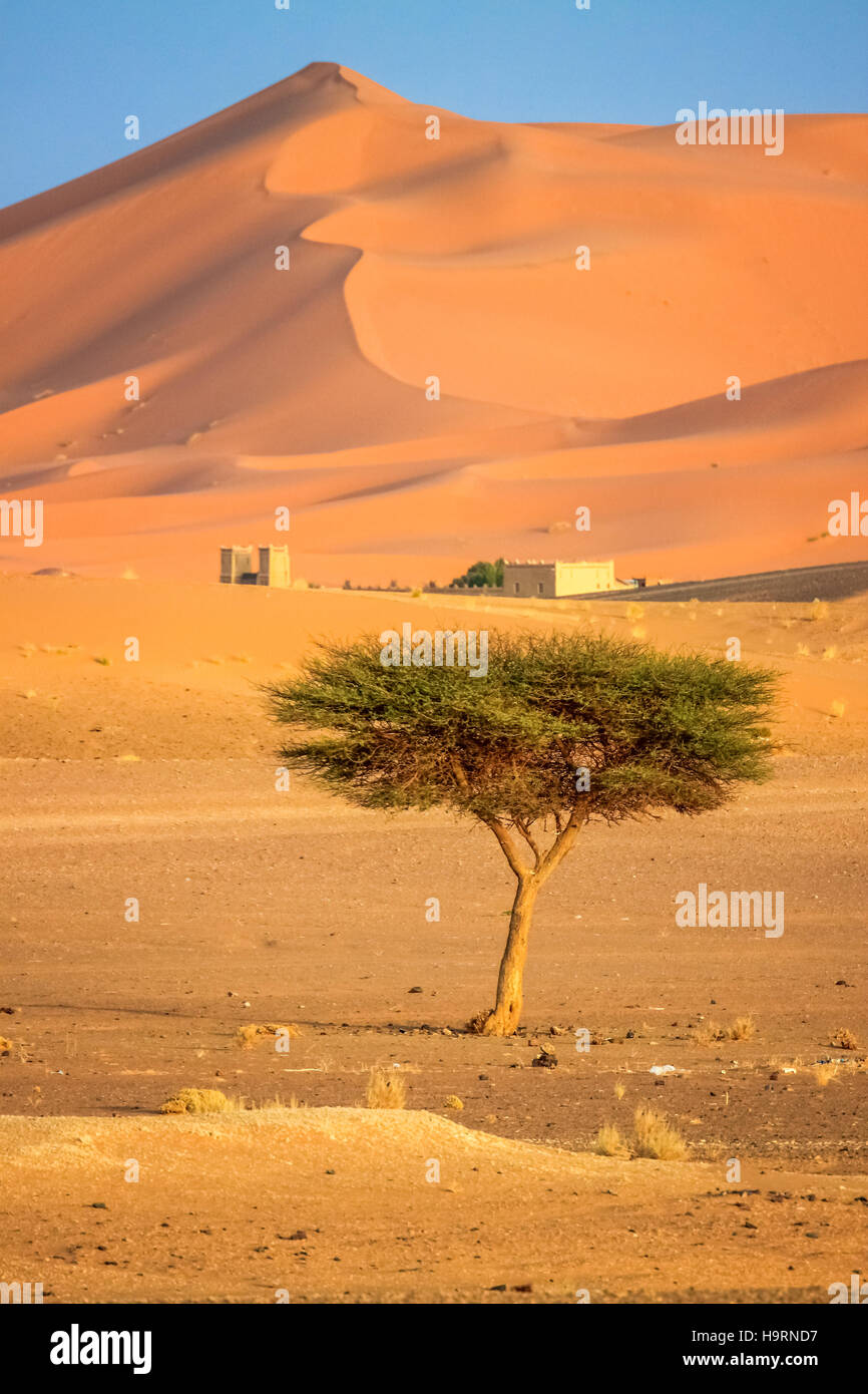 Lonely tree in front of the stunning sand dunes of Sahara desert in ...