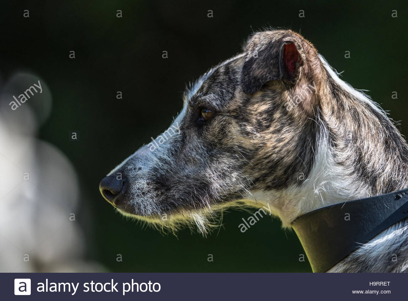 Lurcher Dog Head Stock Photos & Lurcher Dog Head Stock Images - Alamy