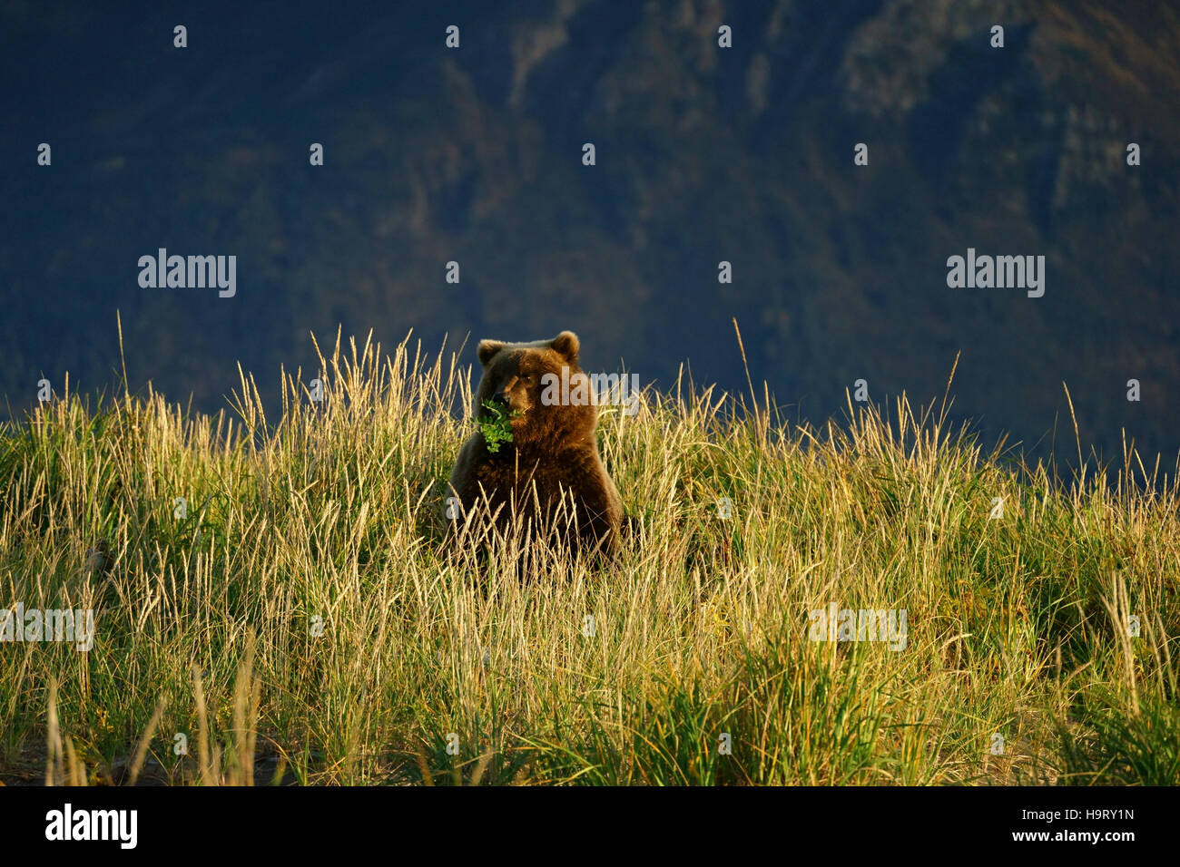 Grizzly eating plants hi-res stock photography and images - Alamy