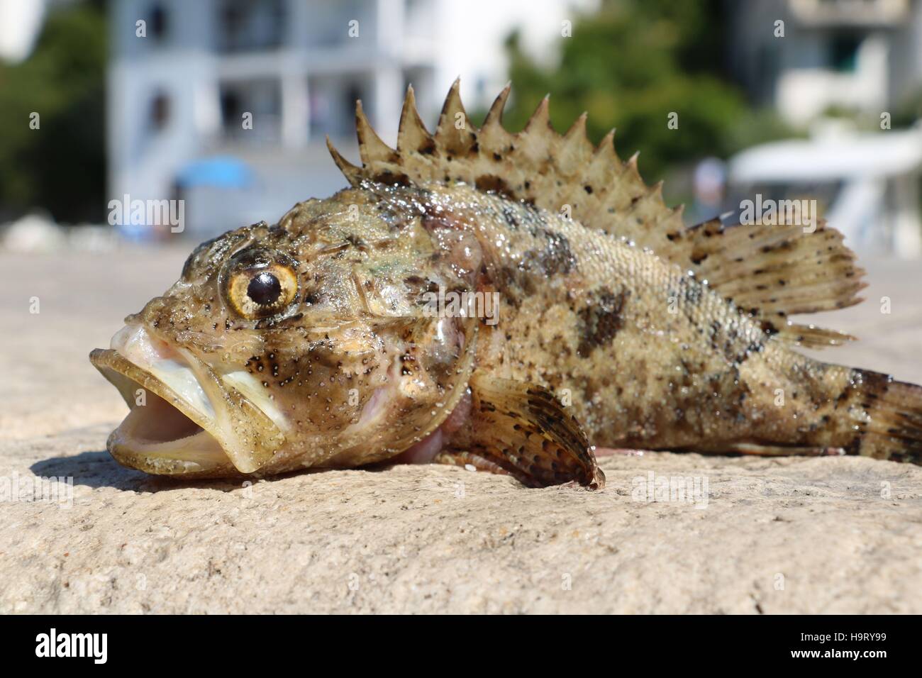 Fished gouper and baked in the water available in high-resolution and ...