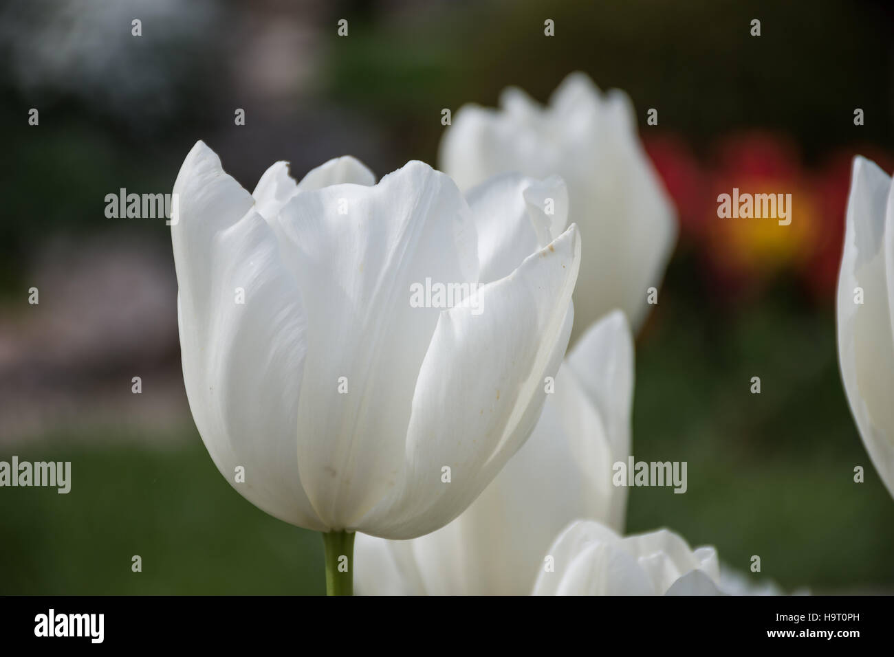 Beautiful White tulip, Tulip flower spring, Light Stock Photo - Alamy