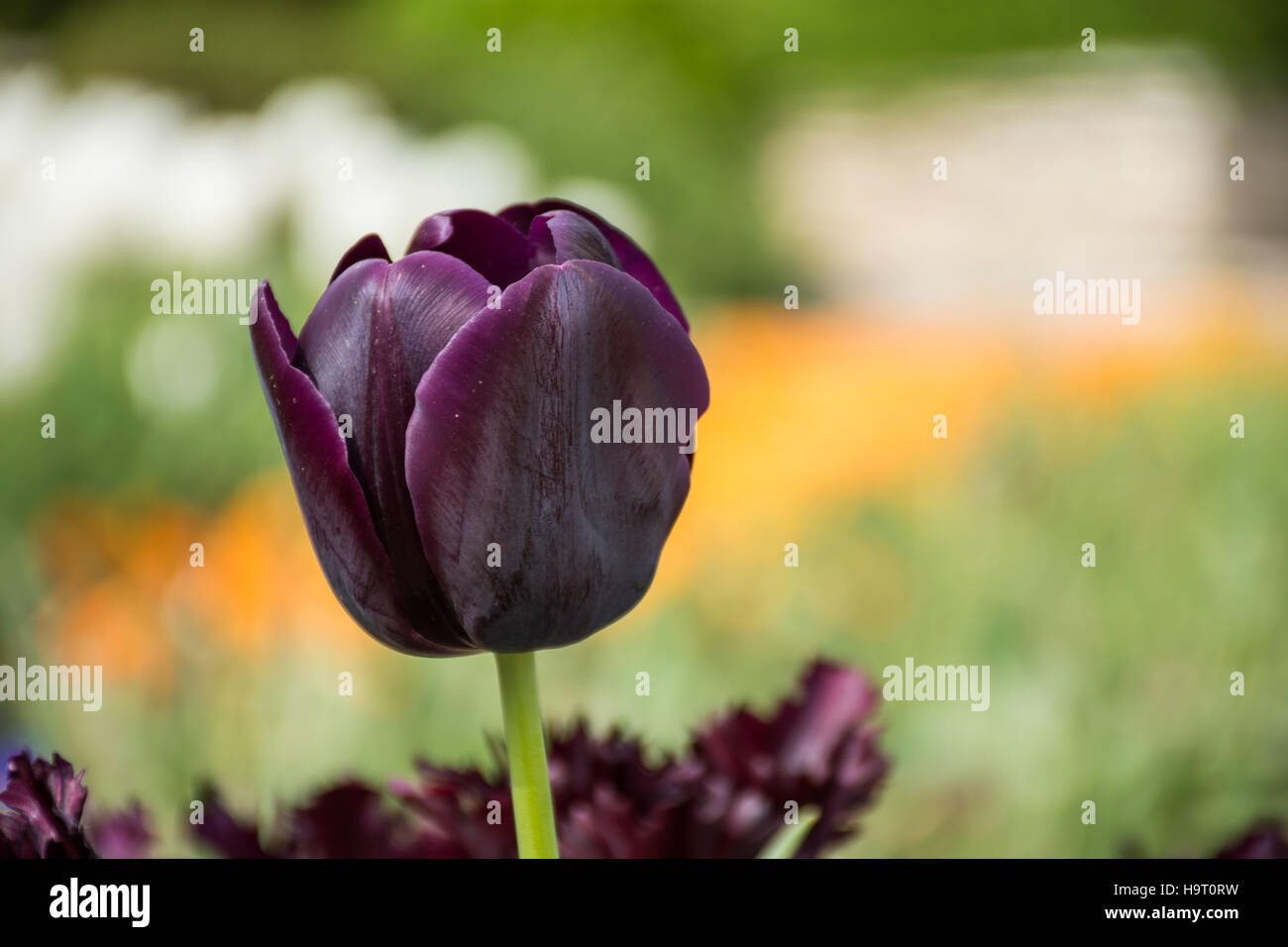 Beautiful Burgundy tulip, Tulip dark purple flower spring Stock Photo ...