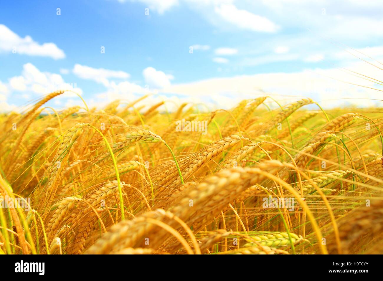 Golden wheat field Stock Photo - Alamy