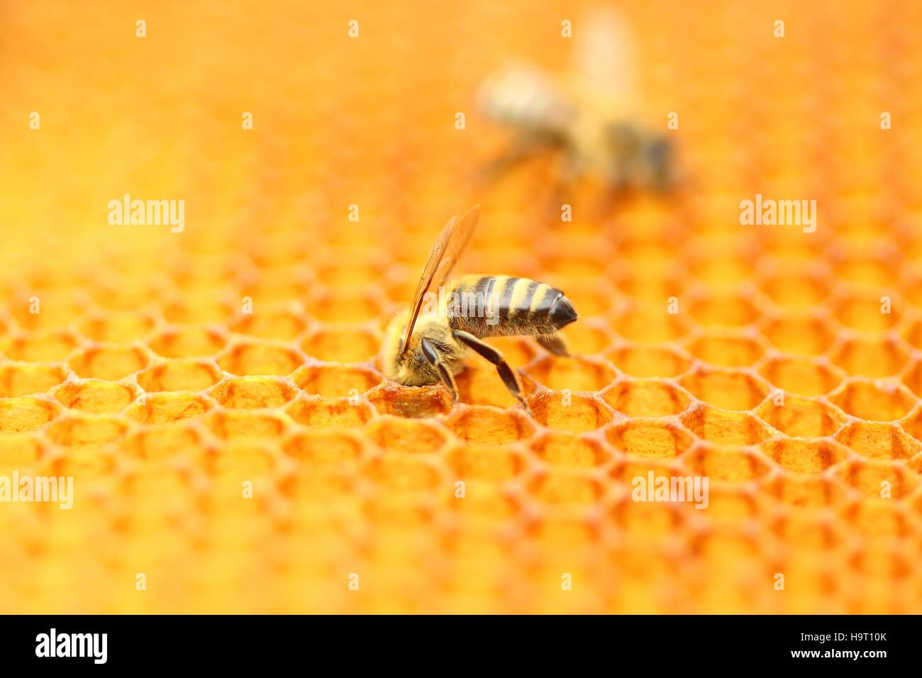 Bee worker in honeycomb Stock Photo - Alamy