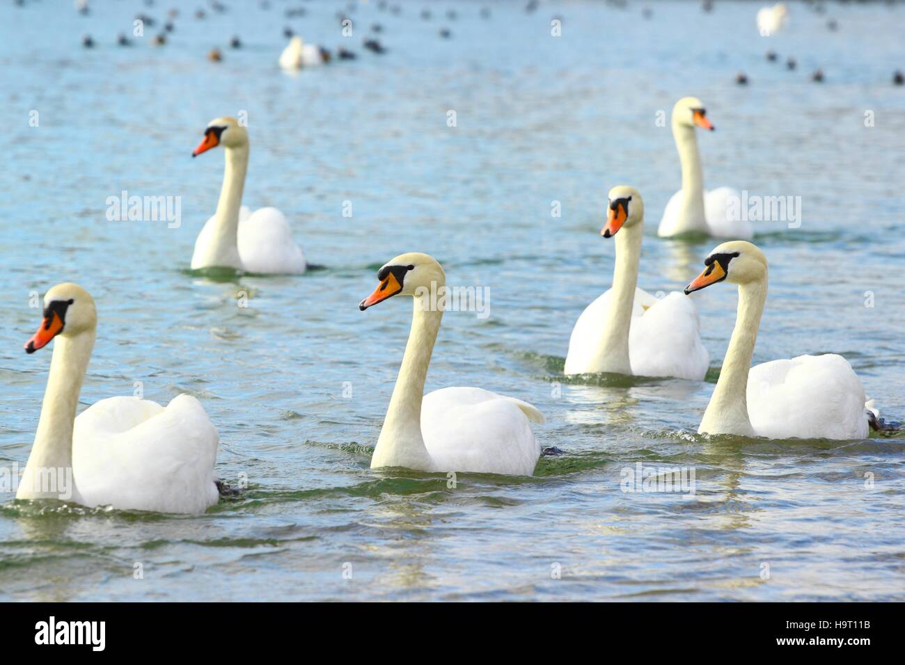 Swans on lake Stock Photo - Alamy