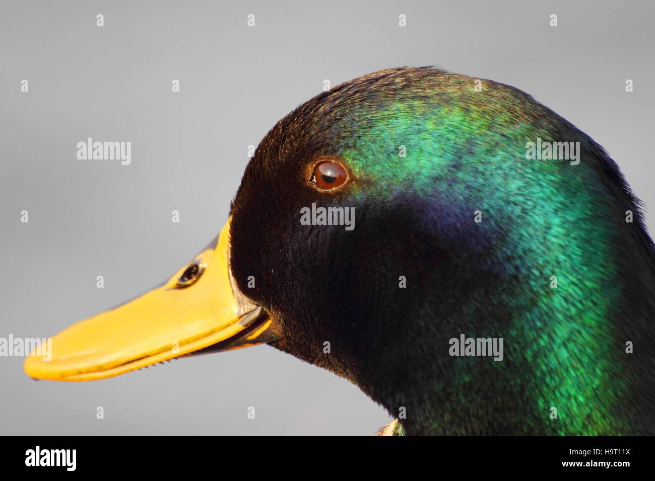 Mallard duck face hi-res stock photography and images - Alamy
