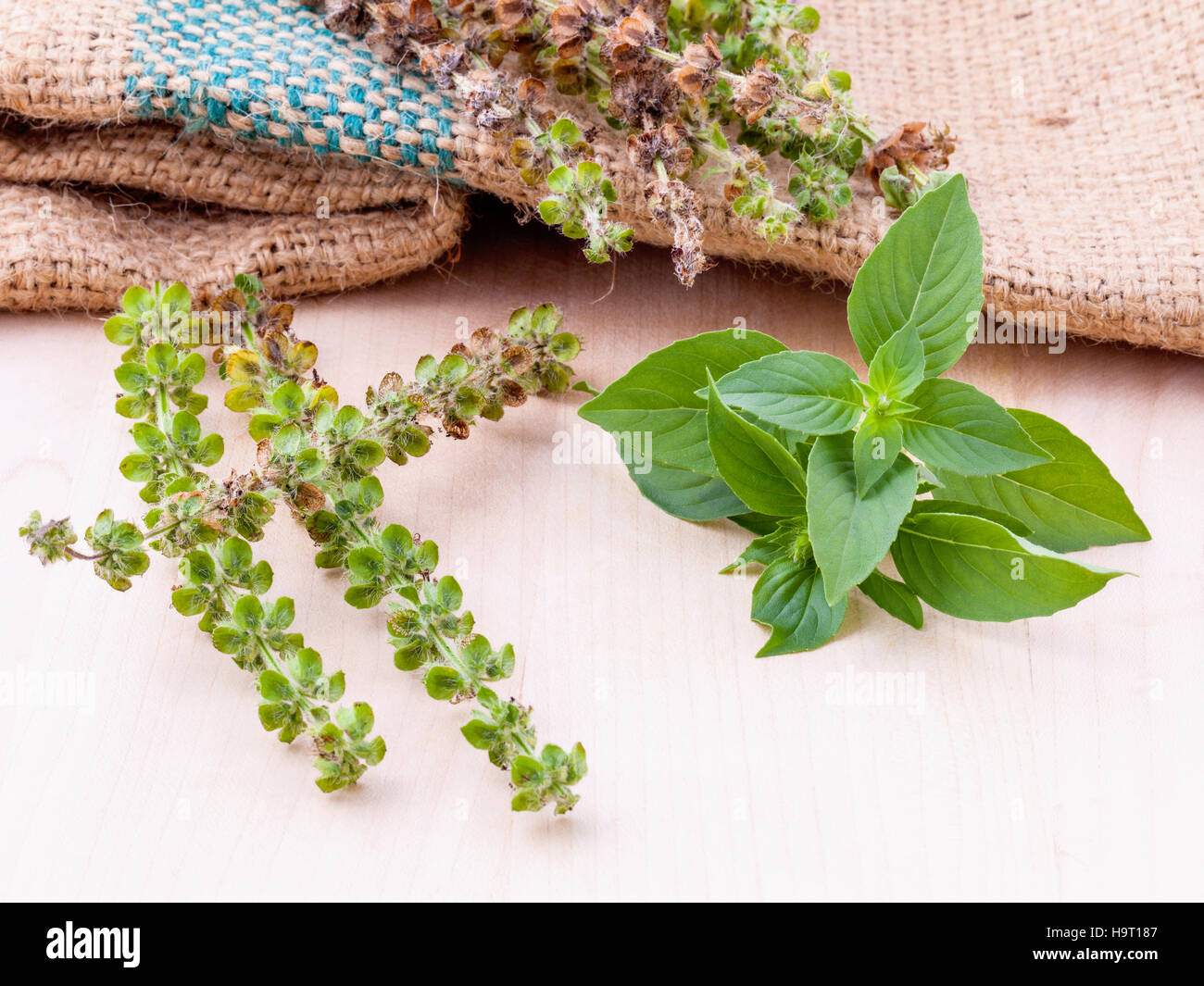 Lemon basil flower and seed with leafs prepair to planting next Stock ...
