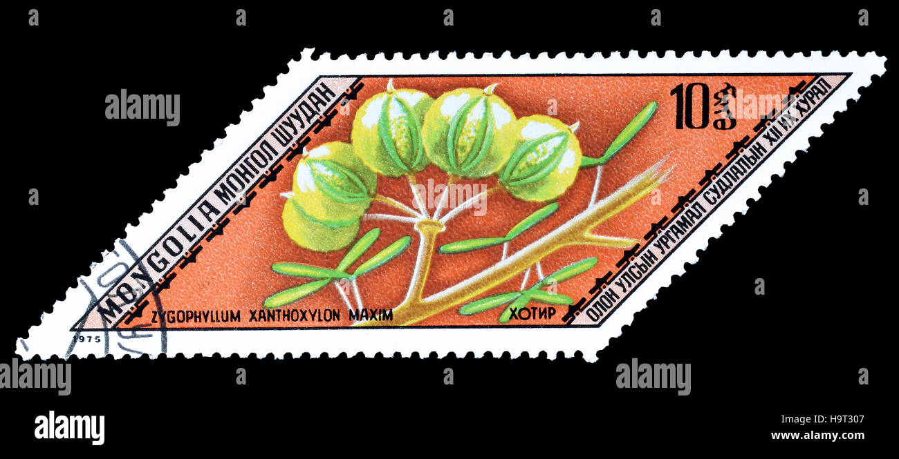 Cancelled postage stamp printed by Mongolia, that shows Zygophyllum ...