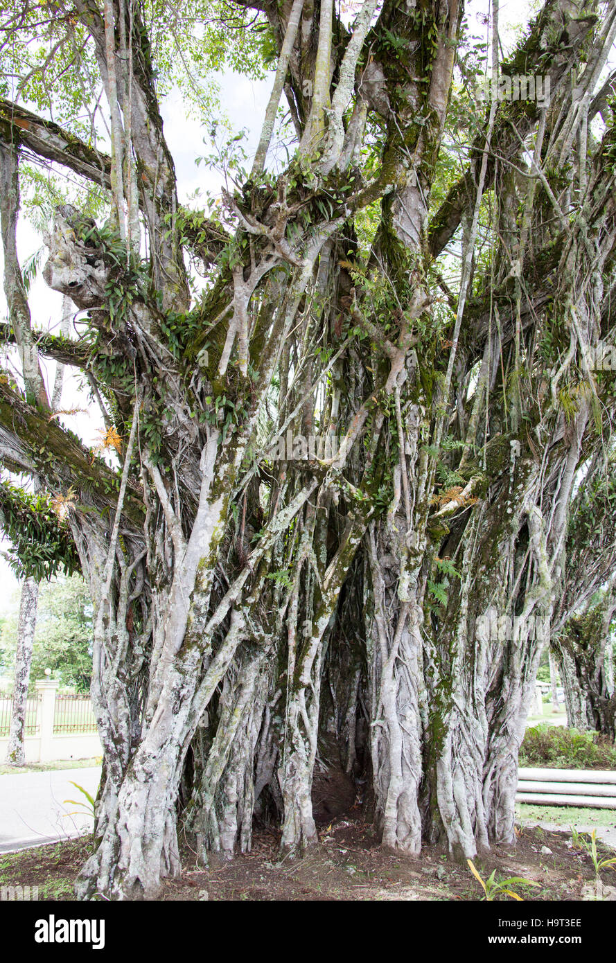 The impressive tropical tree on a street of Suva town (Fiji Stock Photo ...
