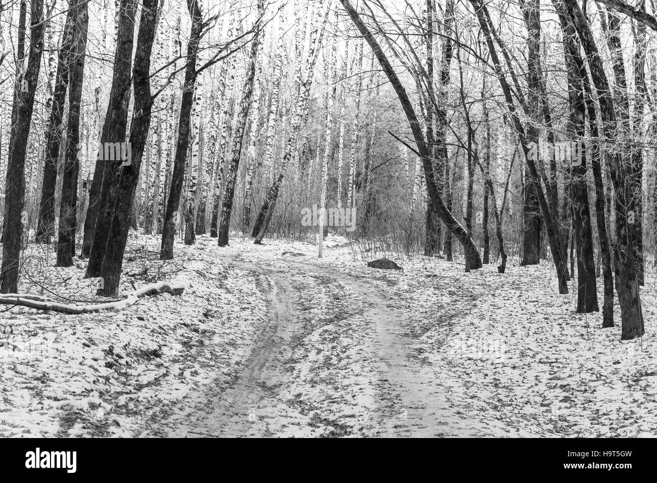 Beautiful snowy coniferous forest Black and White Stock Photos & Images ...