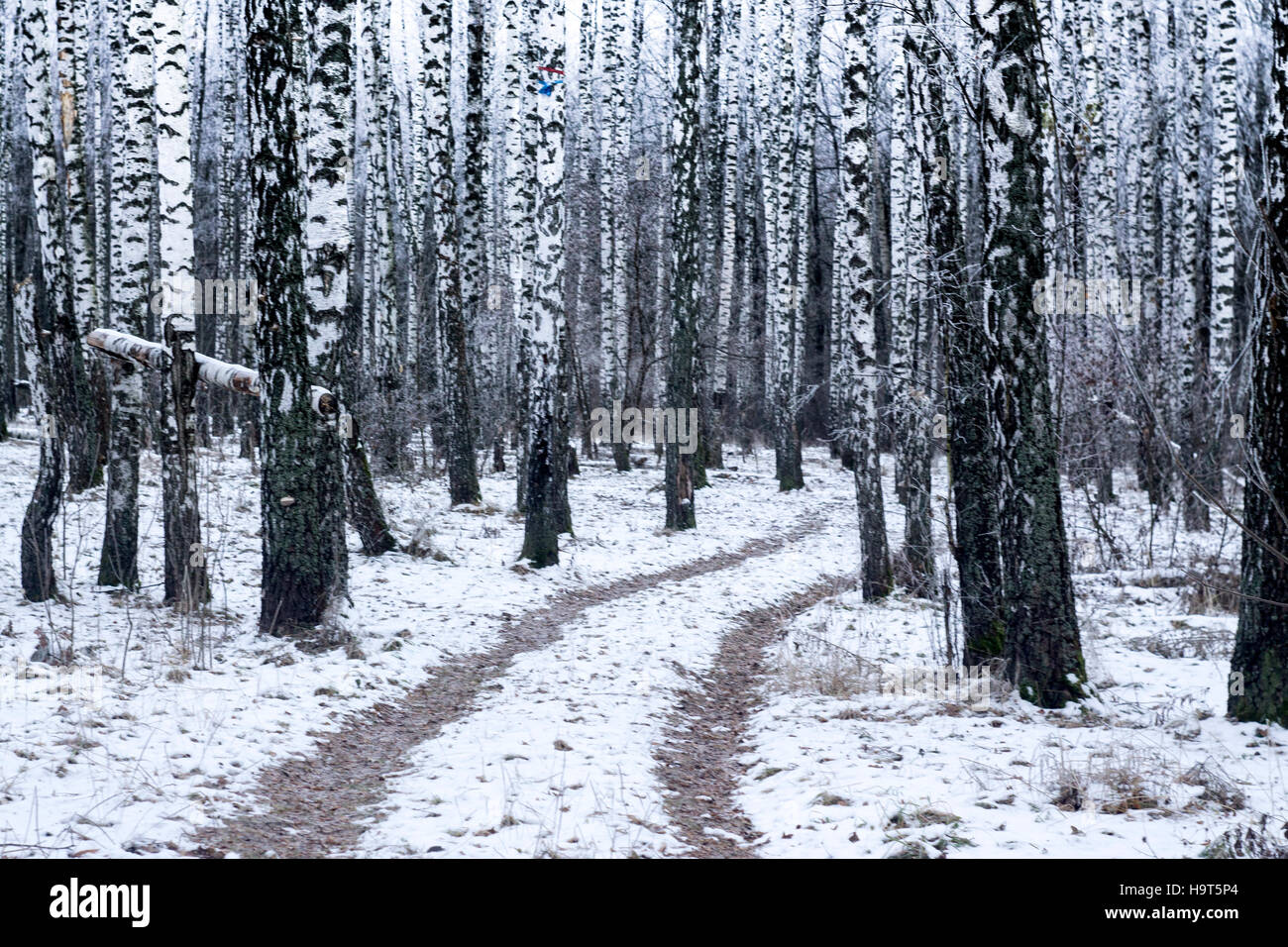 Landscape snow trees forest in winter Stock Photo - Alamy