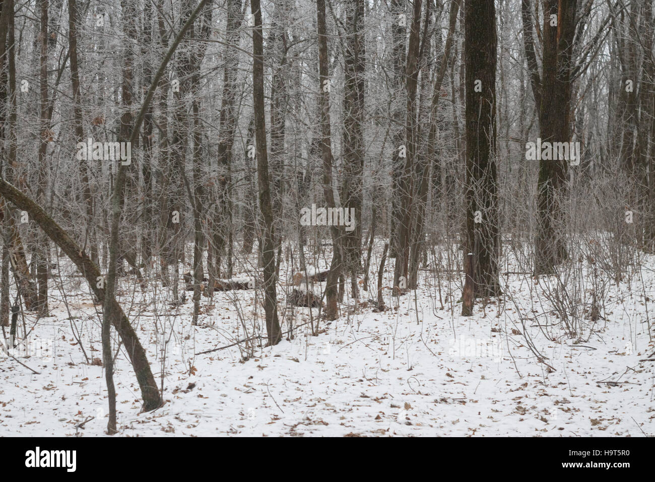 Landscape snow trees forest in winter Stock Photo - Alamy