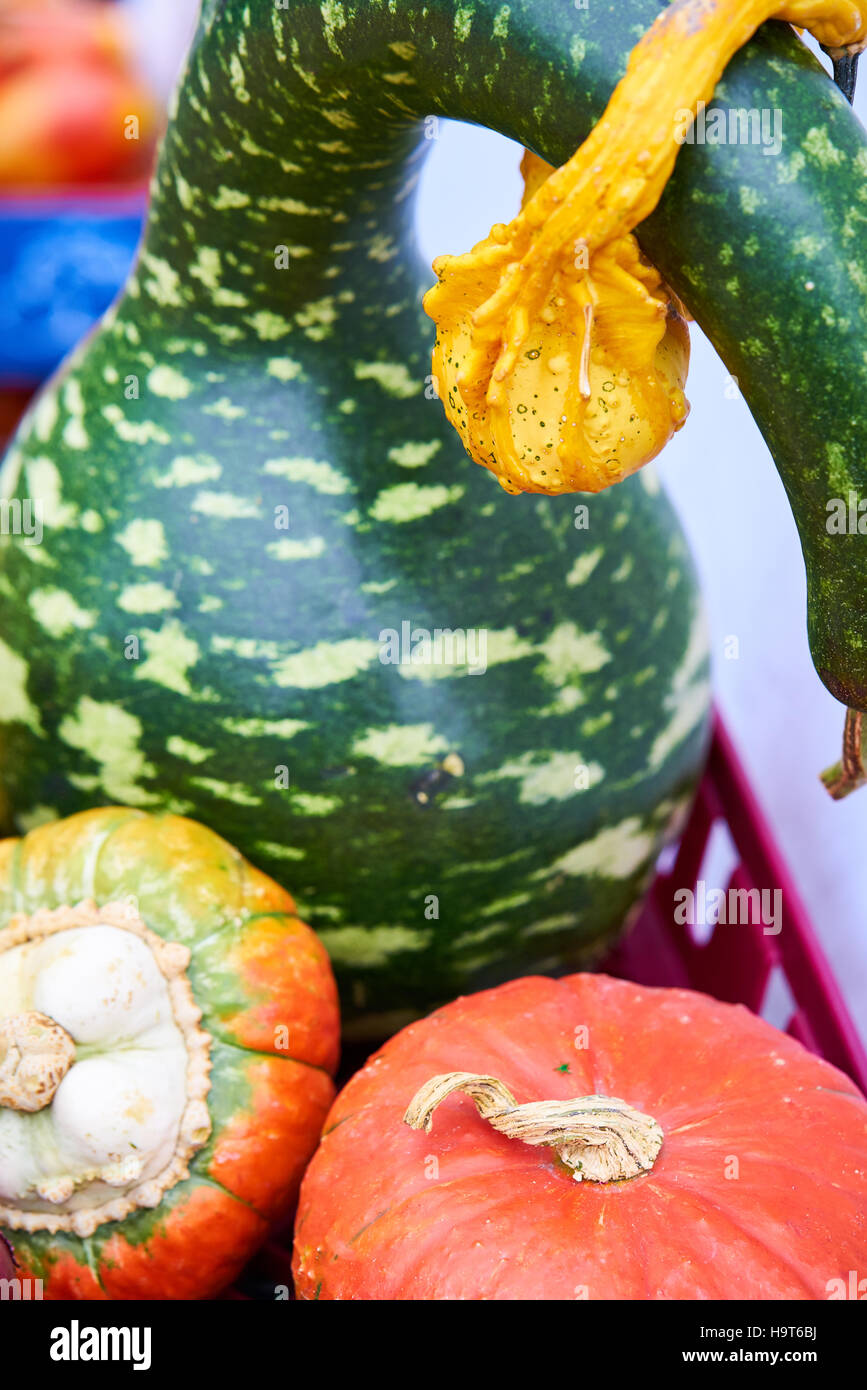 Small decorative pumpkins background Stock Photo - Alamy