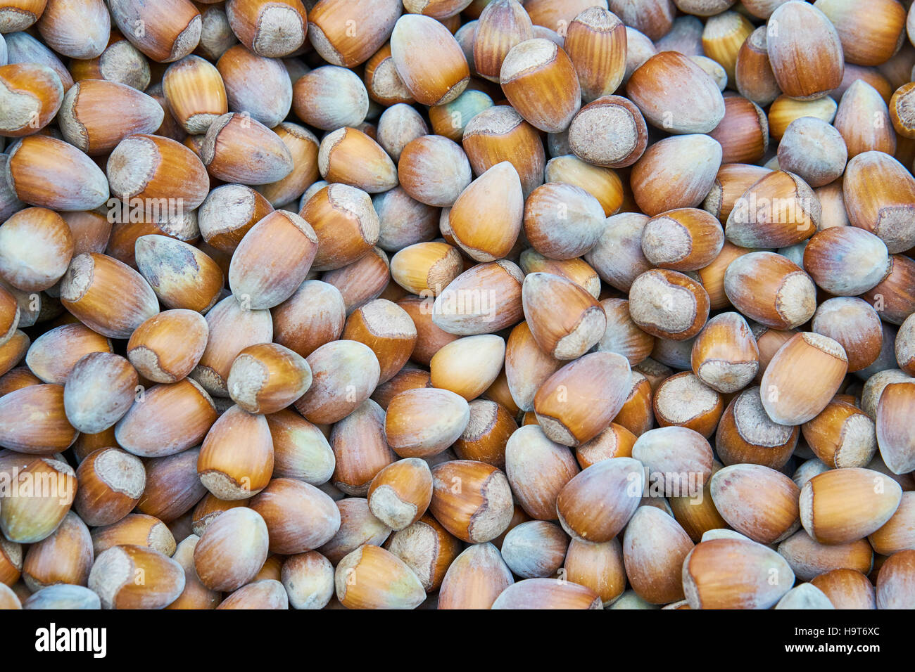 Forest hazelnuts background Stock Photo - Alamy