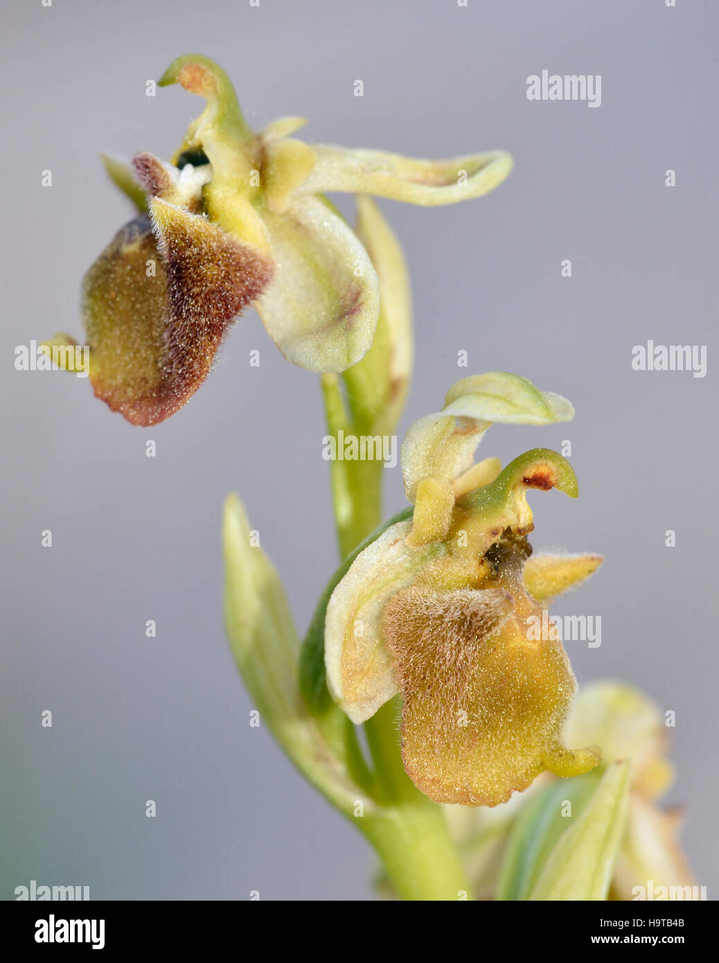 Ophrys levantina Orchid syn. Ophrys fuciflora subsp. Grandiflora Bee ...