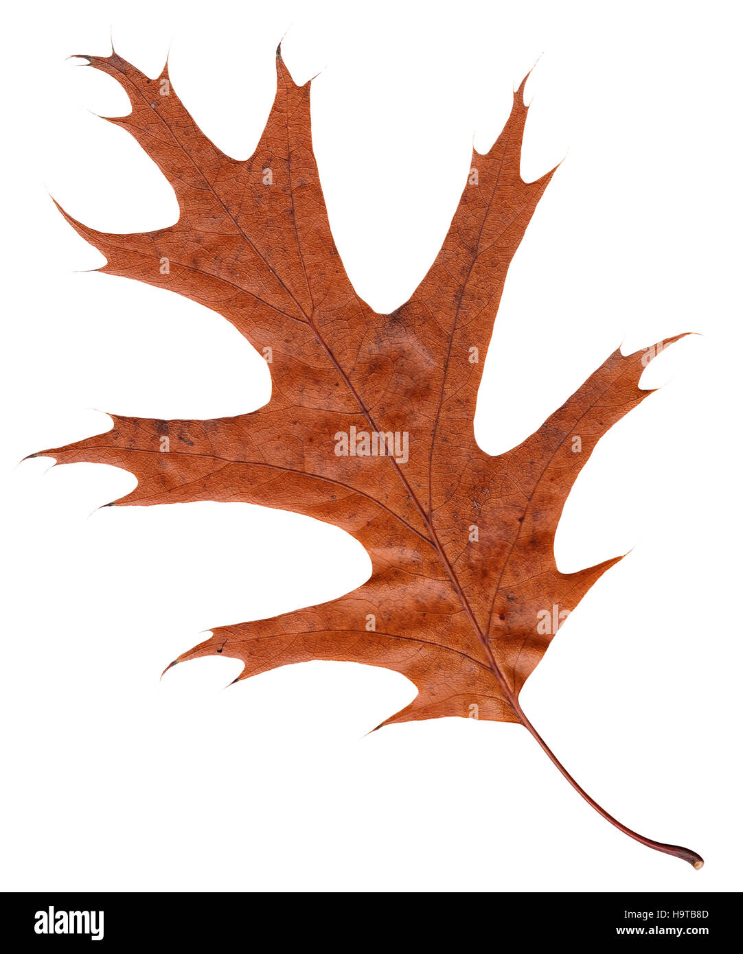 Steinmetz tool Cut Out Stock Images & Pictures - Alamy