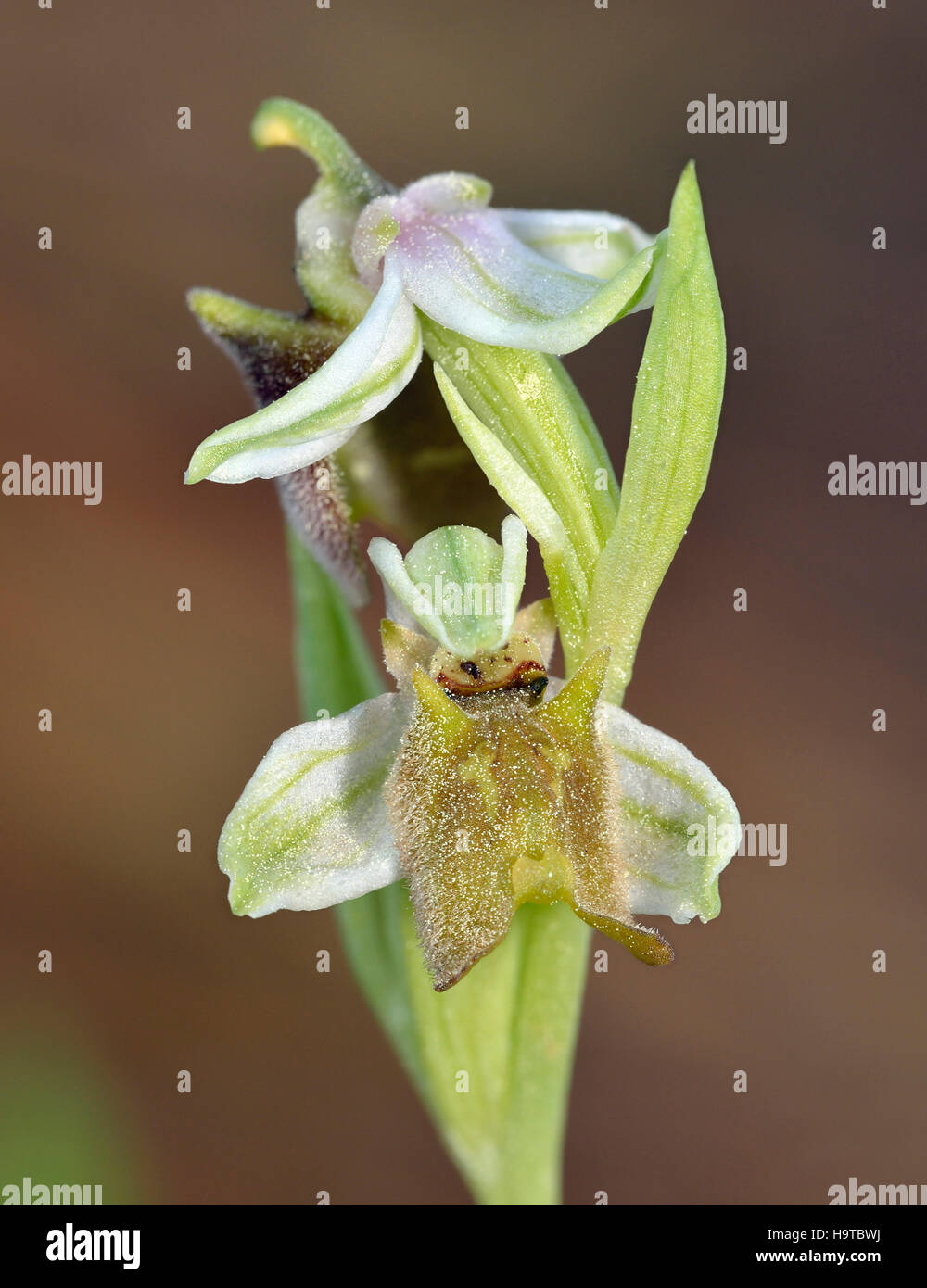 Ophrys levantina Orchid syn. Ophrys fuciflora subsp. Grandiflora Bee ...