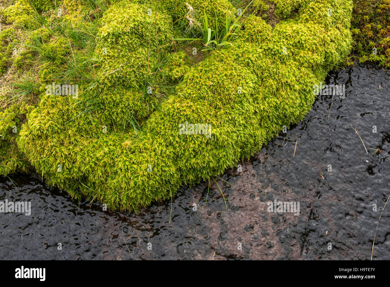 Moss norway hi-res stock photography and images - Alamy
