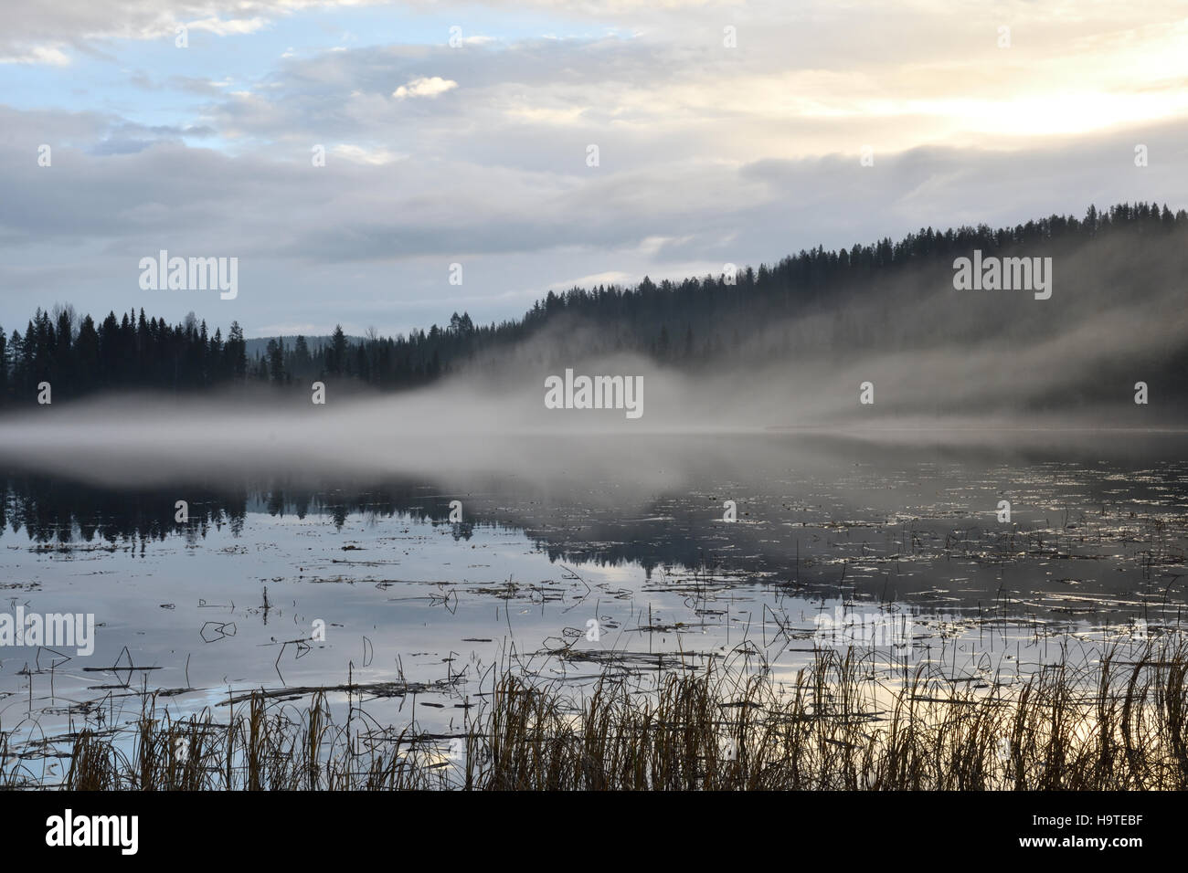 View over a lake with fog and reflections from forest and sky and ...