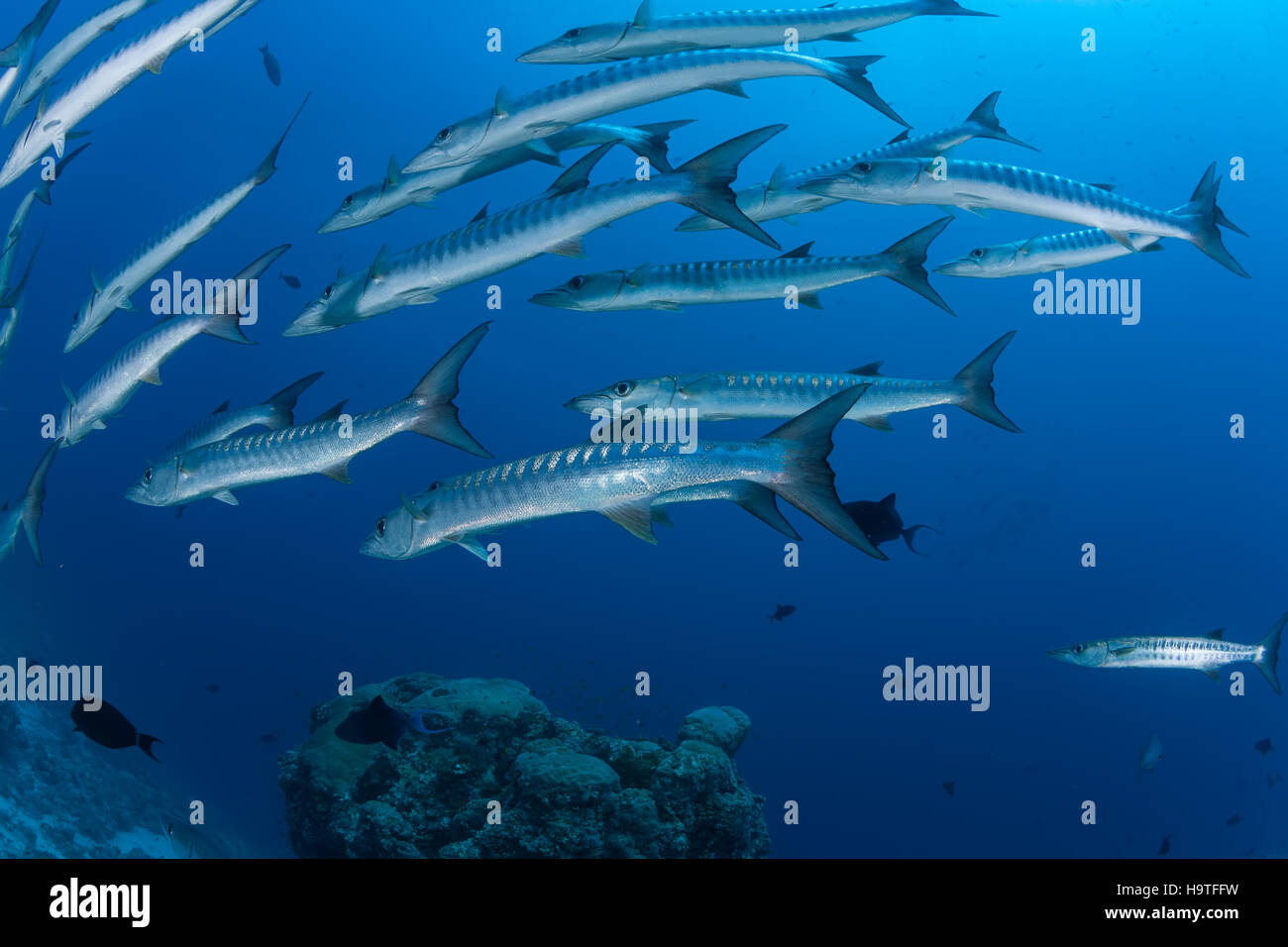 barracuda underwater picture Sudan Red sea diving safari Stock Photo ...