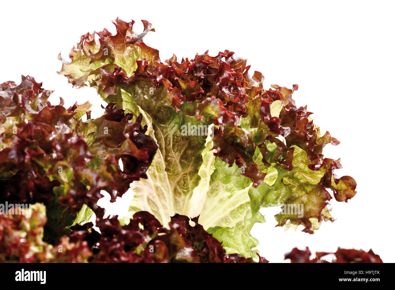 Product lollo rosso hi-res stock photography and images - Alamy