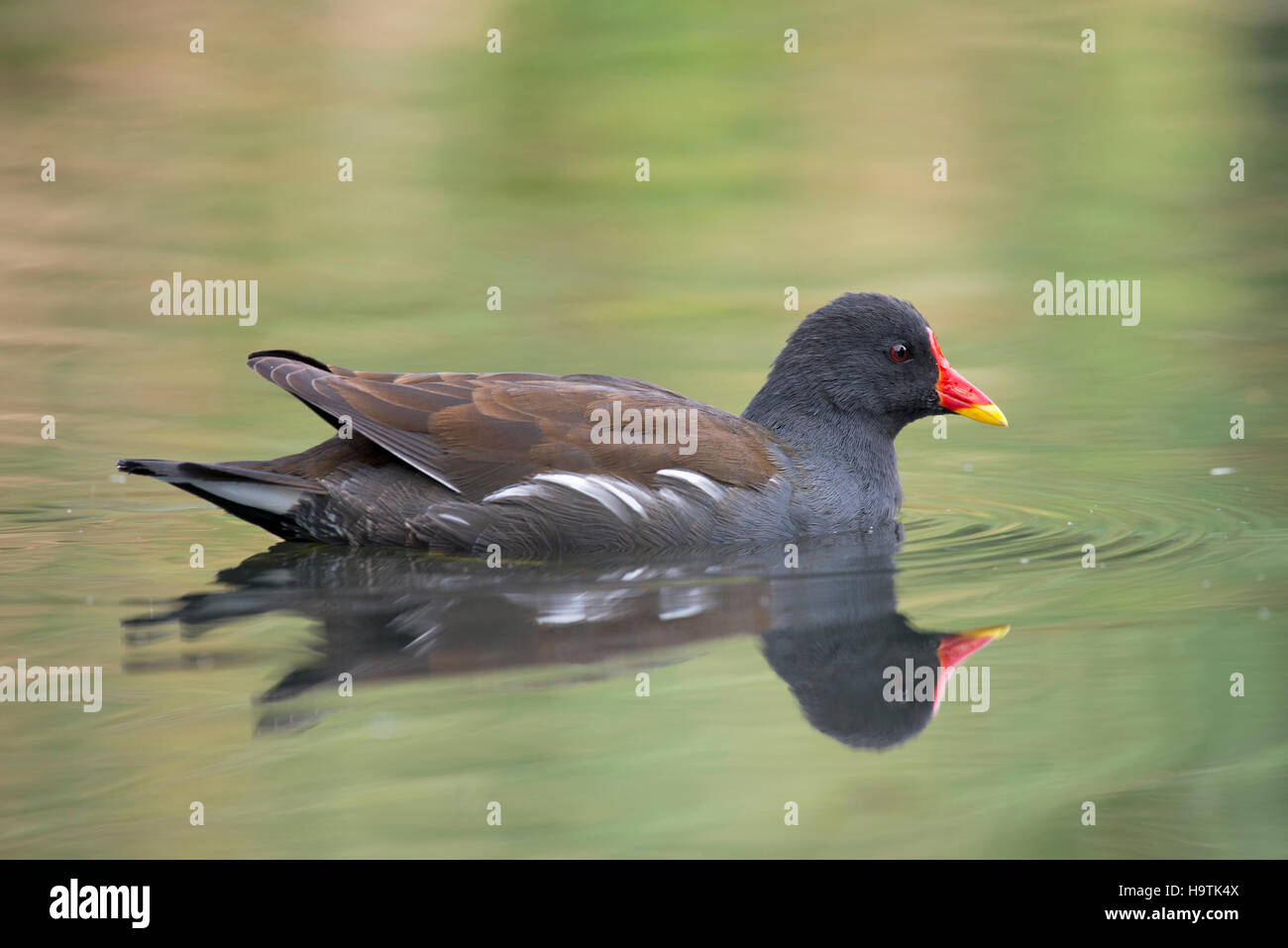 Common moorhen or swamp chicken (Gallinula chloropus) in water, North ...