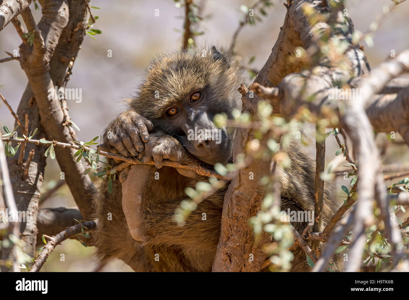 Baboon tree hi-res stock photography and images - Alamy
