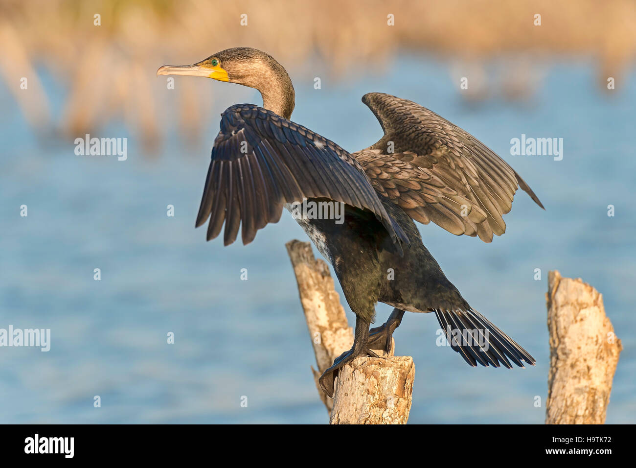 Cormorant spreading wing hi-res stock photography and images - Alamy