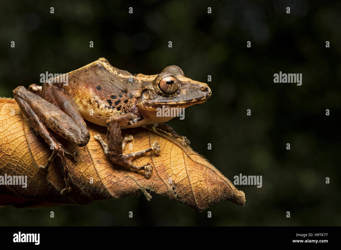 Neotropical frog (Pristimantis labiosus) (craugastoridae), Choco Forest ...