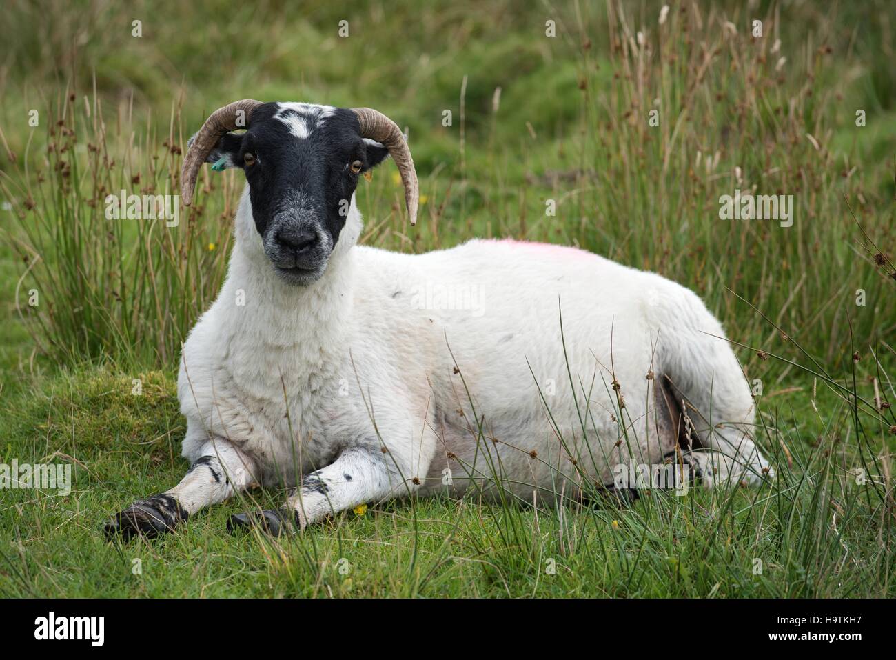Scottish Sheep, Scottish Blackface sheep (Ovis aries gmelini) lying in ...