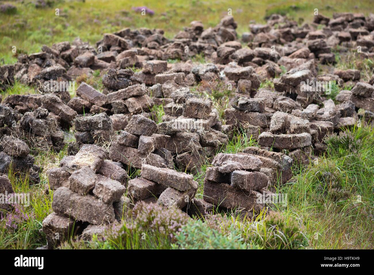 Engraved and stacked peat are drying on a heath, Isle of Islay, Inner ...