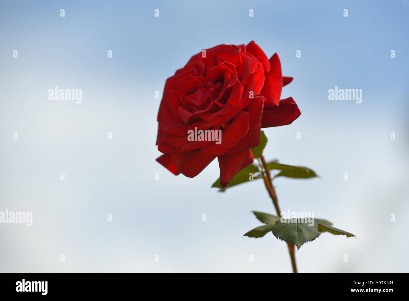 Red rose on blue background. Selective focus Stock Photo - Alamy