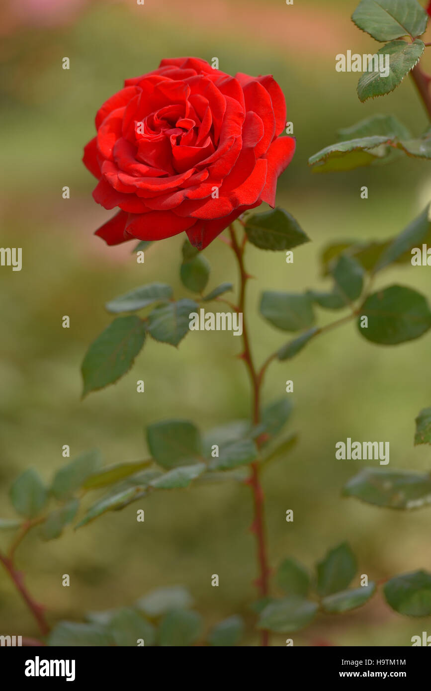 Red Rose With Stem And Thorns