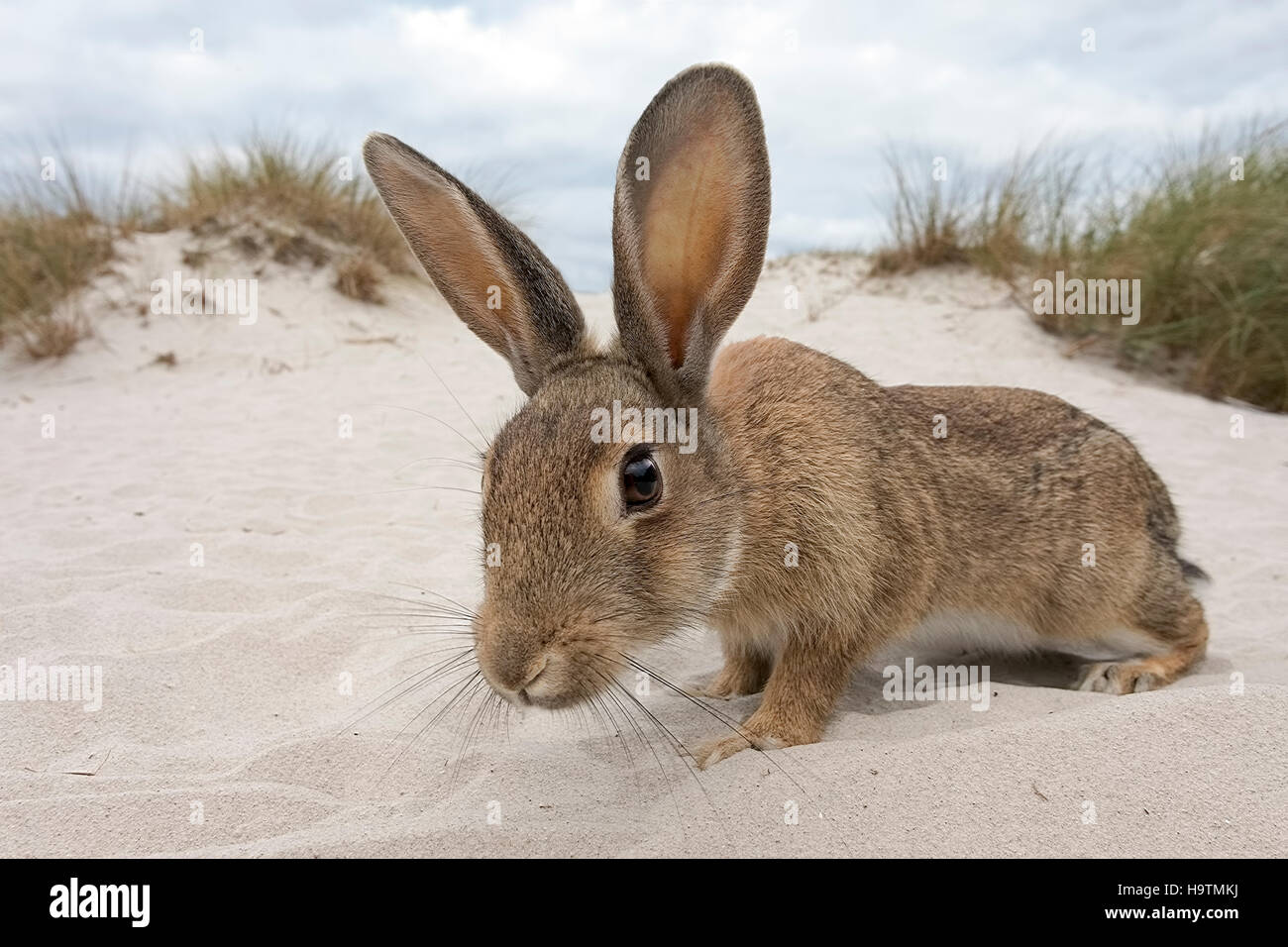 Wild rabbit (Oryctolagus cuniculus), beach dunes, Mecklenburg ...