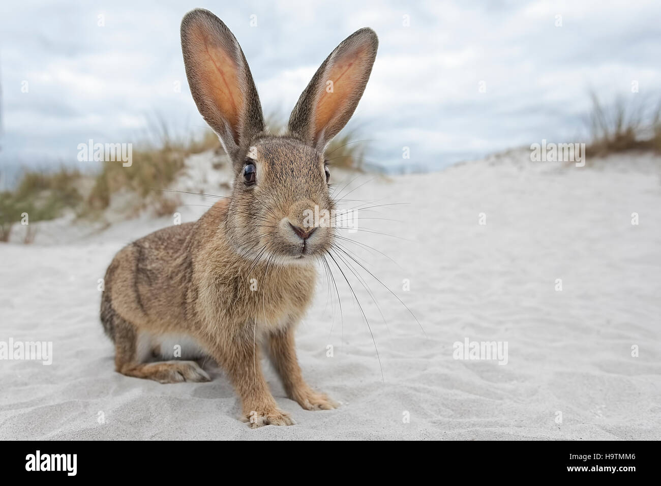 Wild rabbit (Oryctolagus cuniculus), beach dunes, Mecklenburg ...