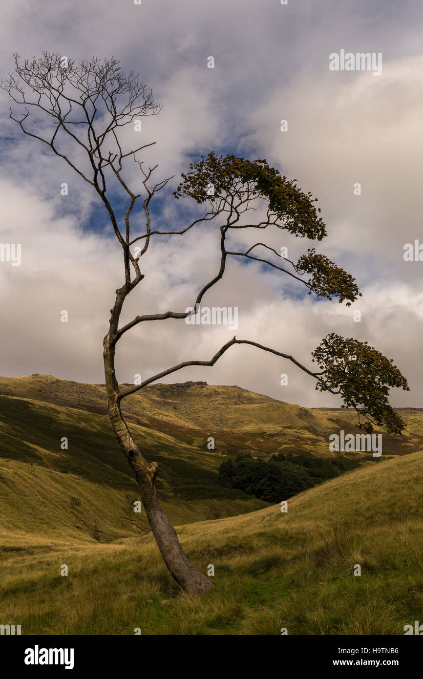 An isolated tree on the moors near Hayfield Stock Photo - Alamy