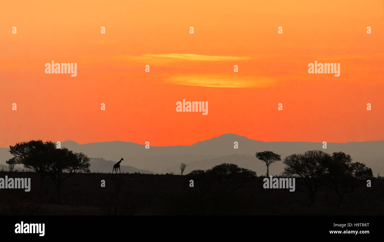 Sunset over the savannah, with tree and giraffe silhouettes on the ...