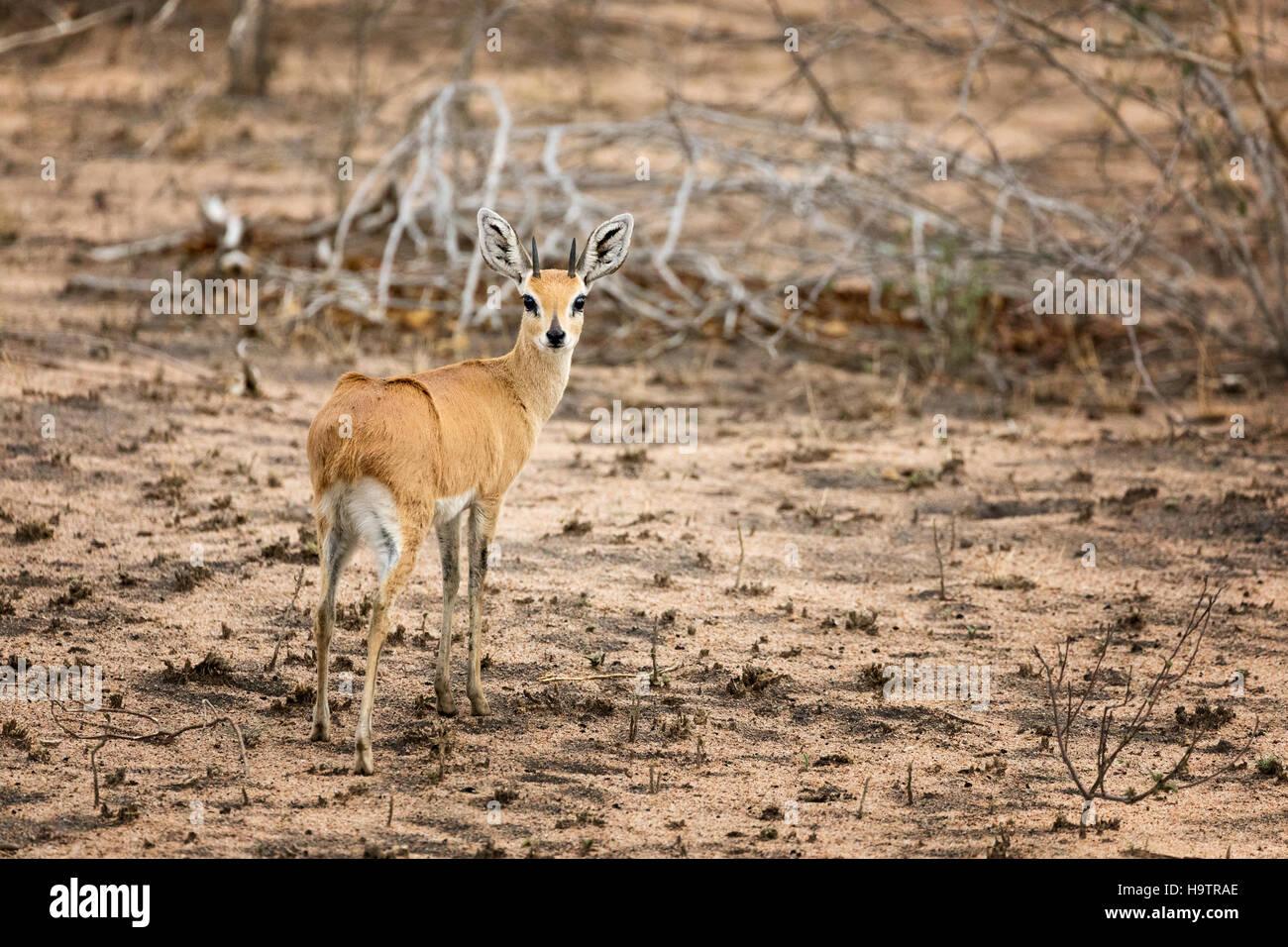 An adult steenbok in Kruger National Park. The steenbok is the smallest ...