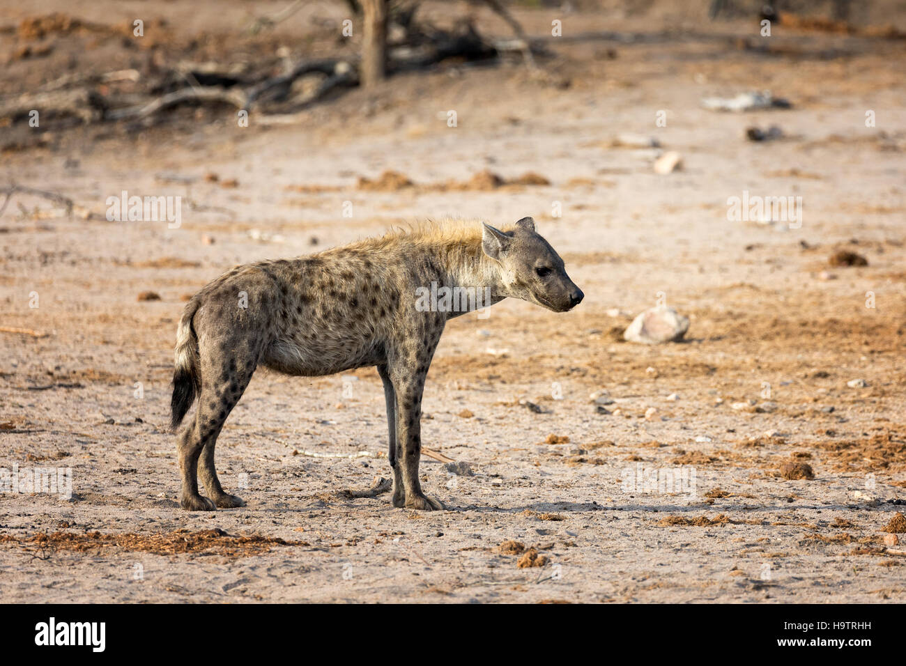 Standing hyena, side view, in Kruger National Park, South Africa Stock ...