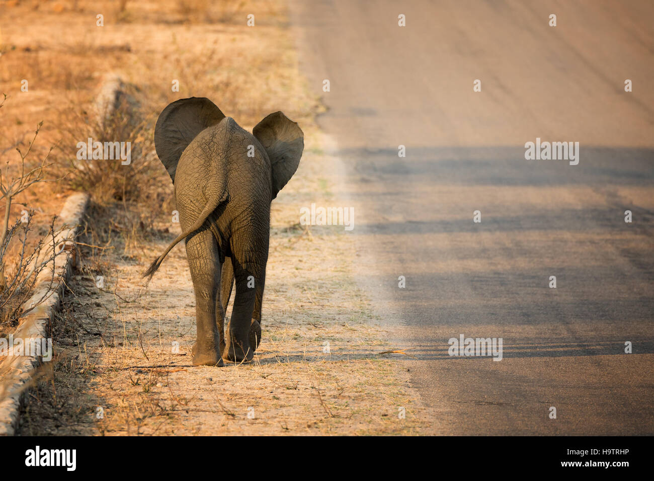 Viewed from the tail hi-res stock photography and images - Alamy