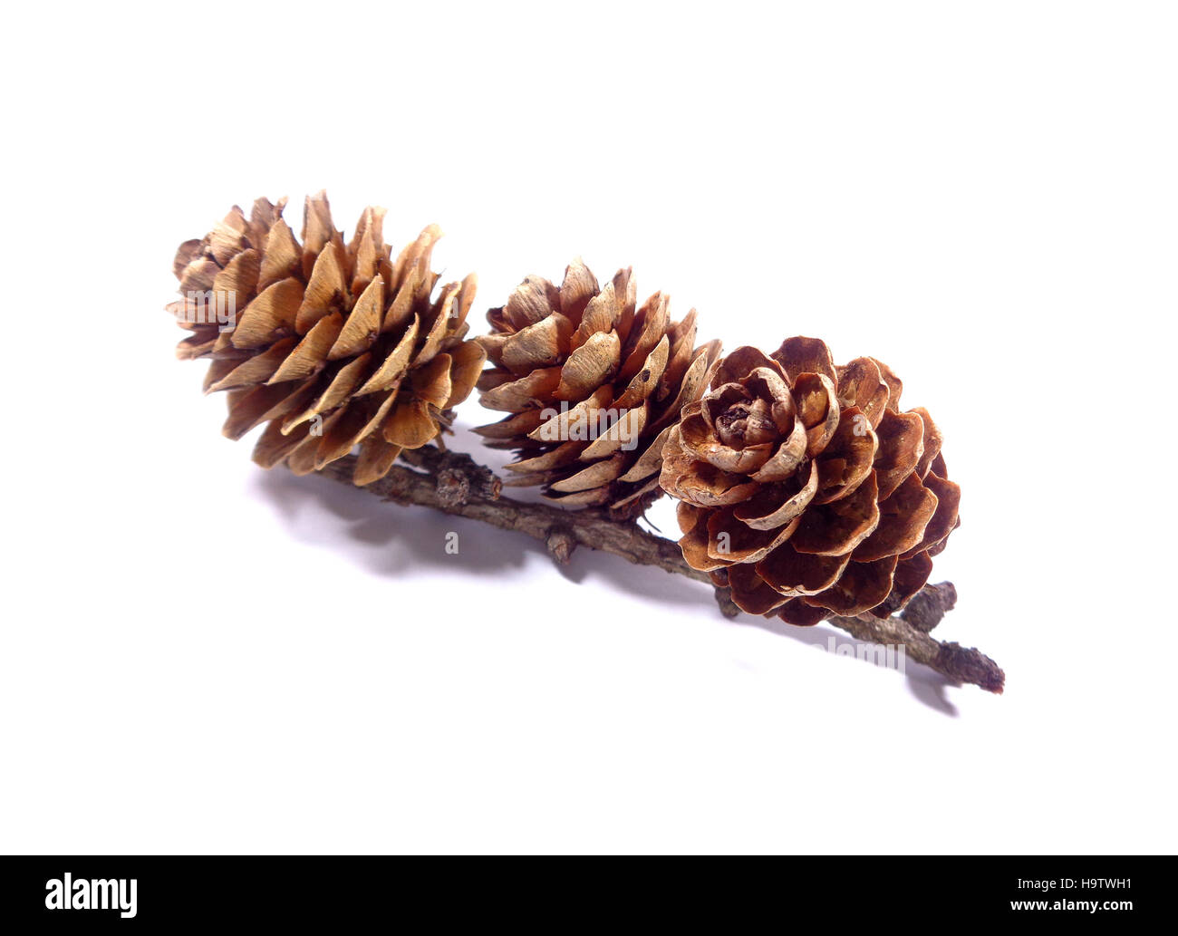 Pine cone isolated closed hi-res stock photography and images - Alamy