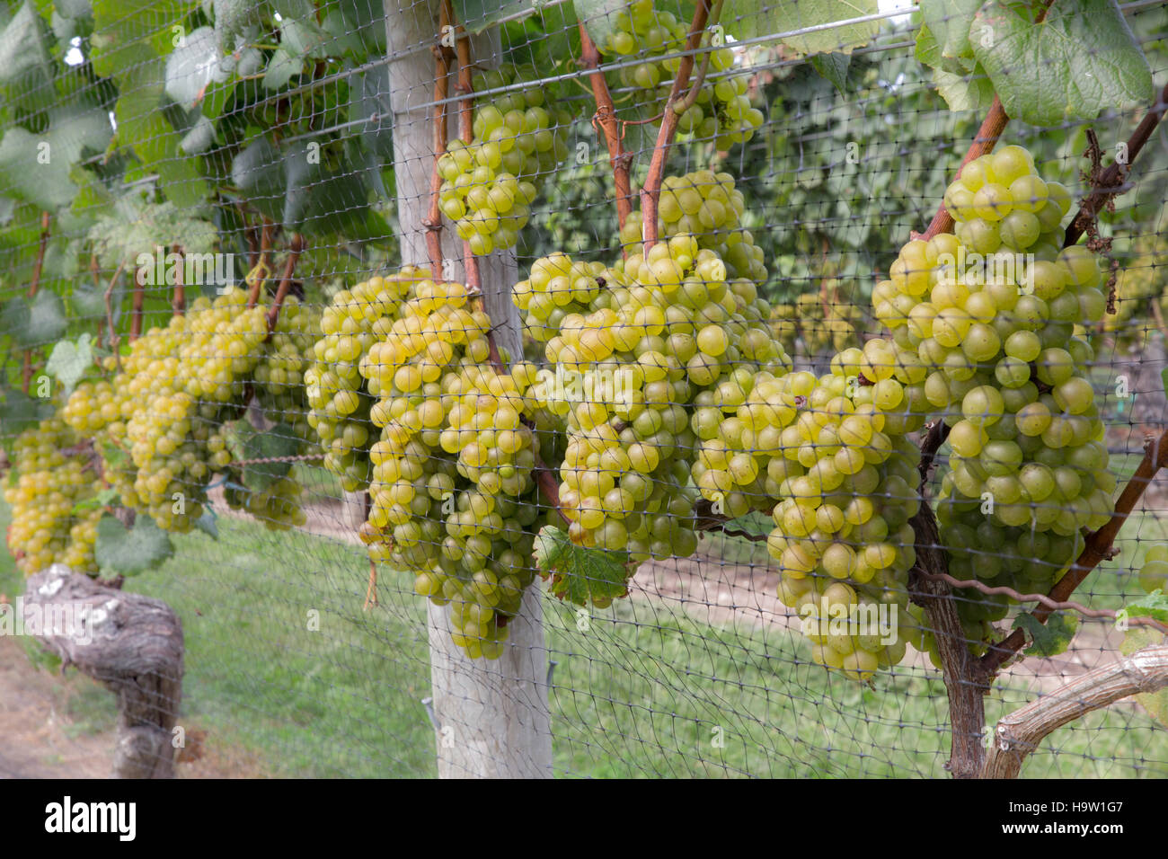 Winery and vineyard hi-res stock photography and images - Alamy