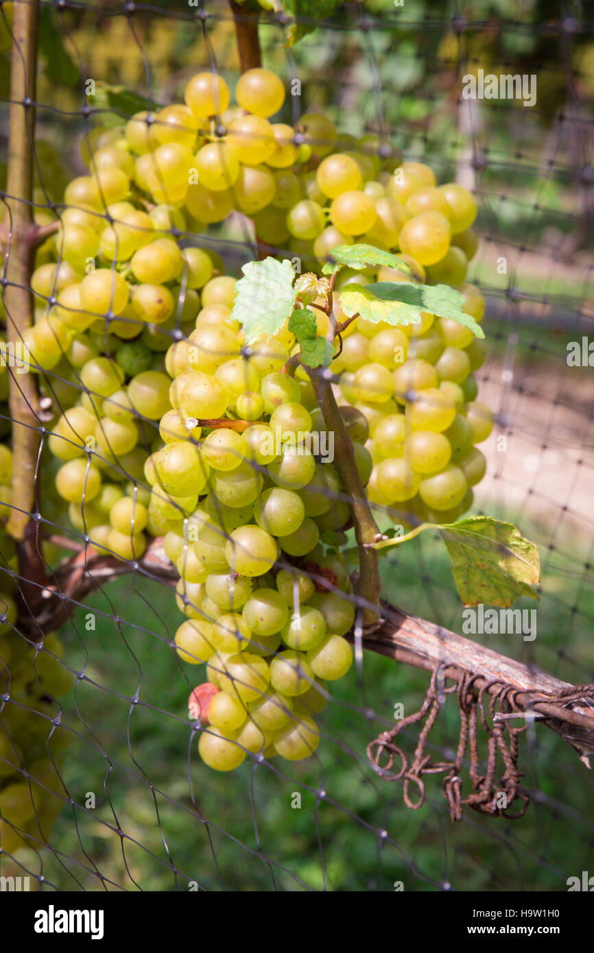 Grapes growing summer vineyard hi-res stock photography and images - Alamy