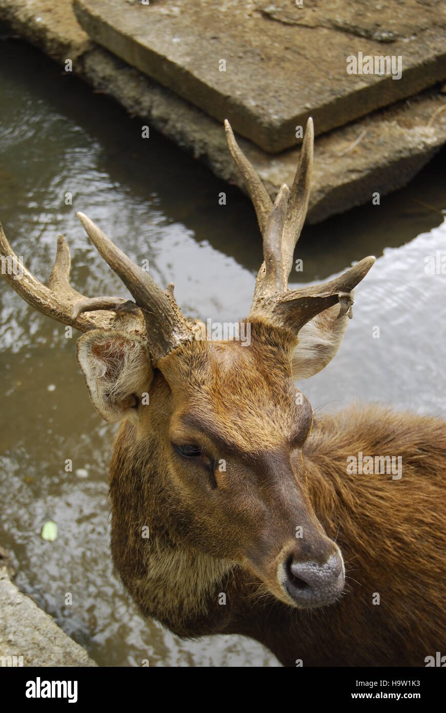 Deer drinking water hi-res stock photography and images - Alamy