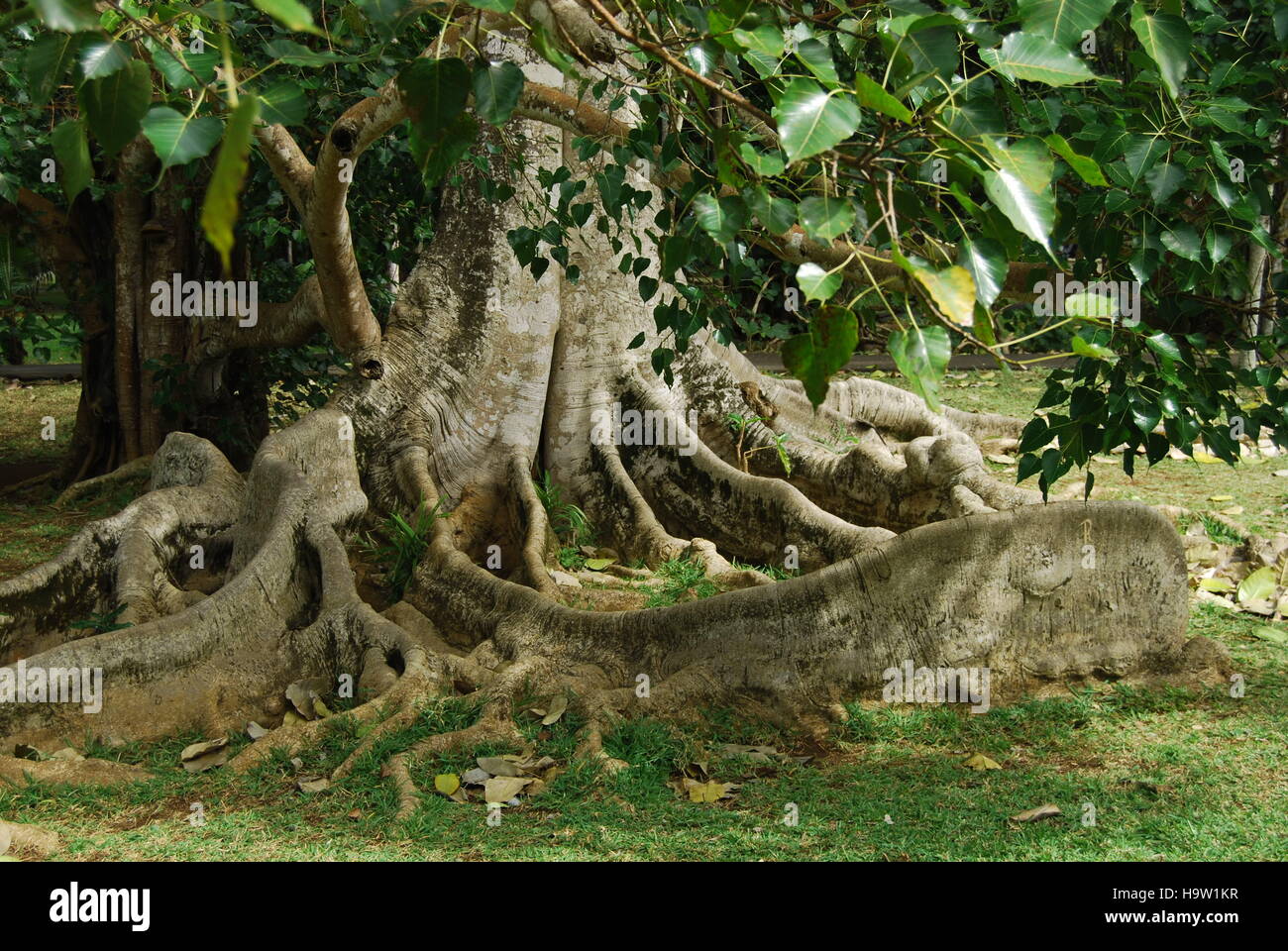 big tree roots Stock Photo - Alamy