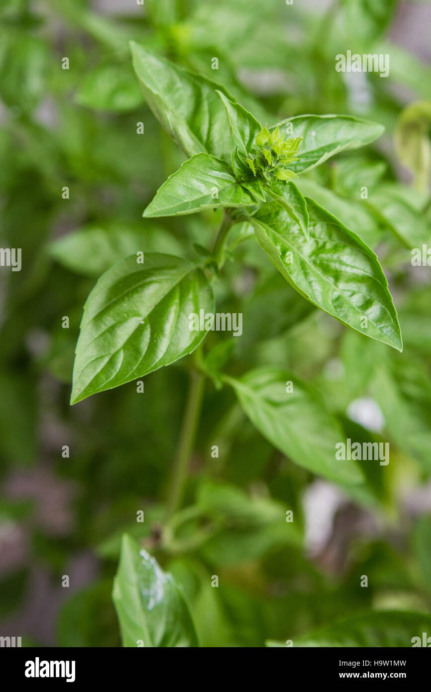 Garden plant herb close up hi-res stock photography and images - Alamy