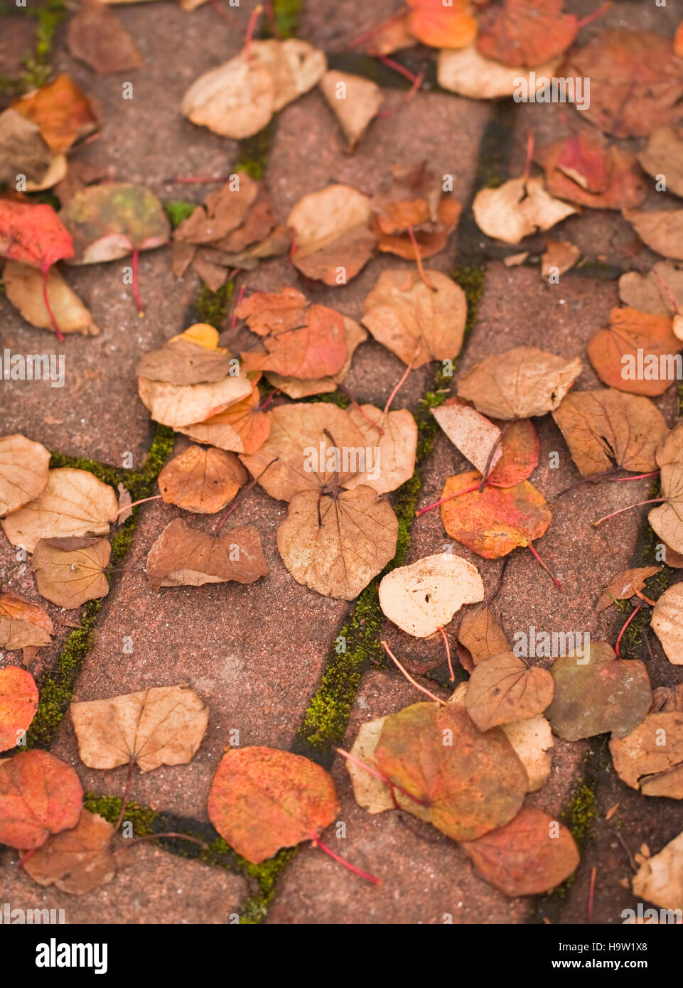 Fallen leaves, Cercis canadensis. Autumn leaf colour, Devon, UK ...