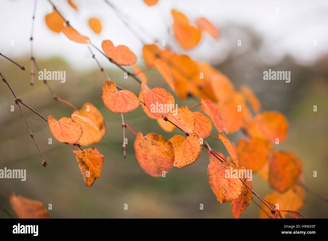 Cercis canadensis leaf hi-res stock photography and images - Alamy